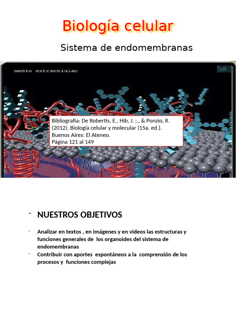 Funciones del Sistema de Endomembranas | PDF | Retículo endoplásmico ...