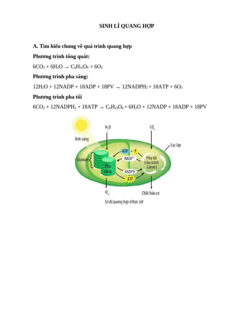 Sinh Lí Quang Hợp Thực Vật | PDF