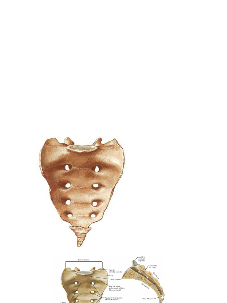 Osteologia Sacro Coxal Coccix | PDF