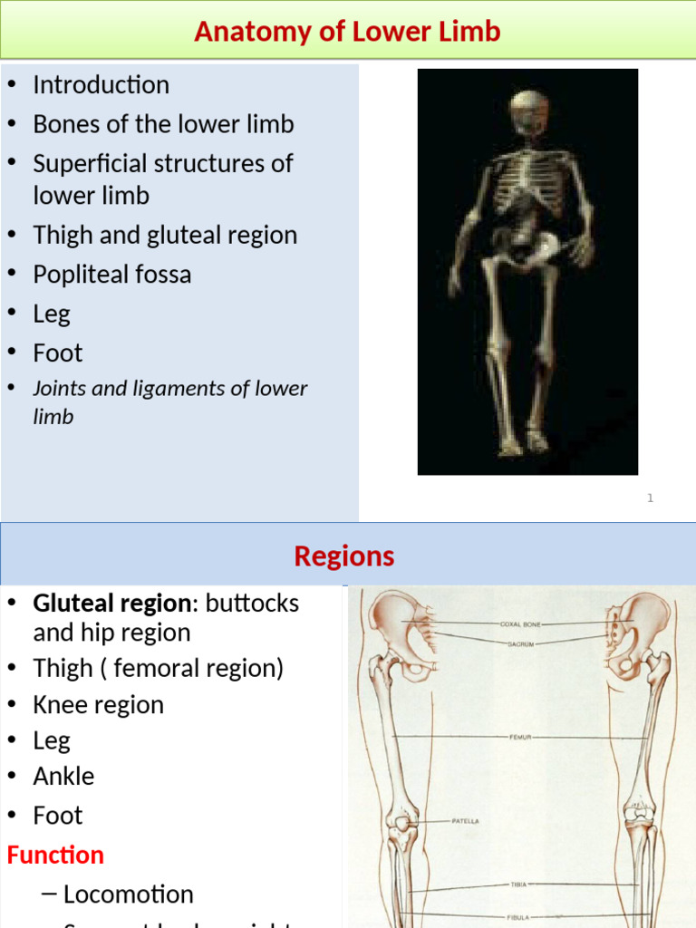 Anatomy of Lower Limb Han Out @2024 | PDF | Human Leg | Knee