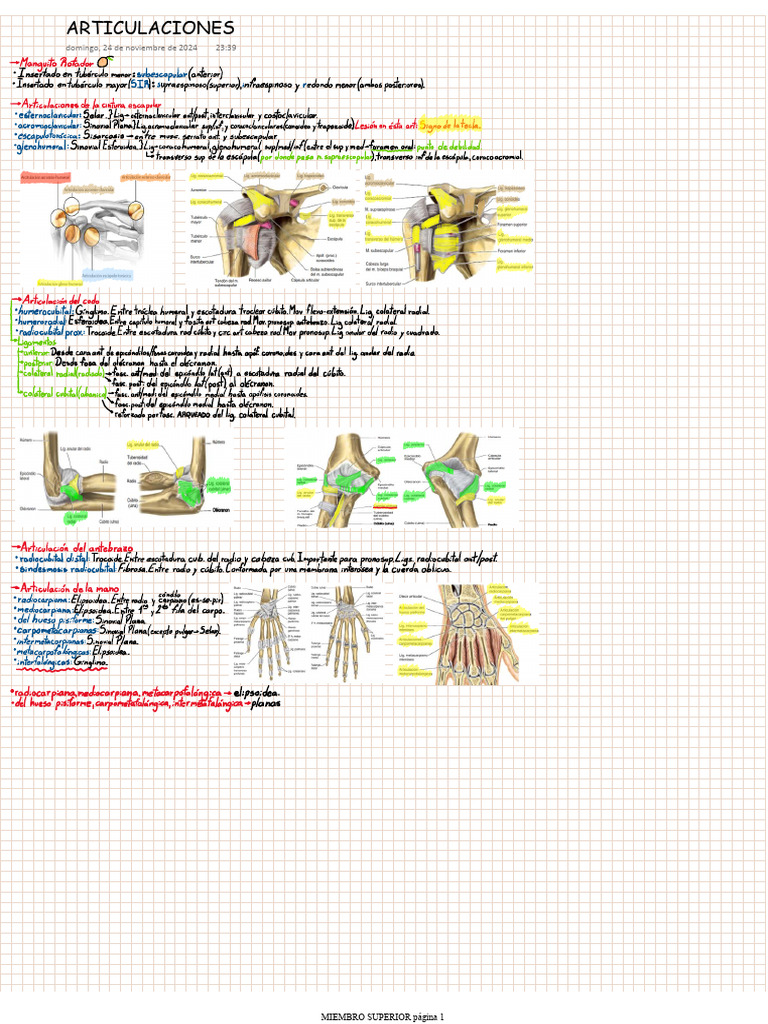 Articulaciones MS Articulaciones MS Articulaciones MS | PDF