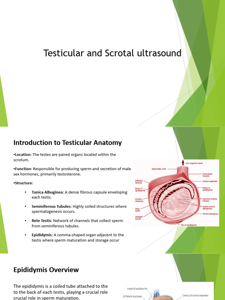 Lec 8-Normal Scrotal Ultrasound | PDF | Testicle | Anatomy