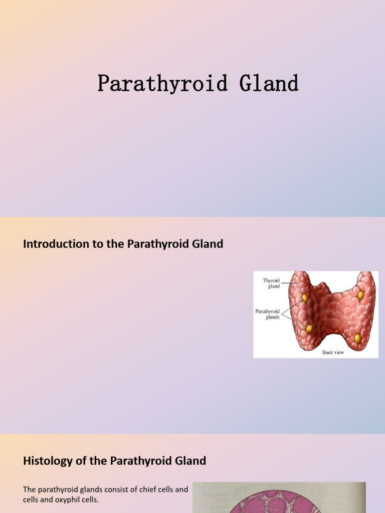 Overview of Parathyroid Gland Functions | PDF | Parathyroid Gland | Thyroid