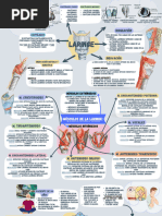 Nódulos y Pólipos Laríngeos: Guía Completa | PDF | Laringe | Anatomía ...