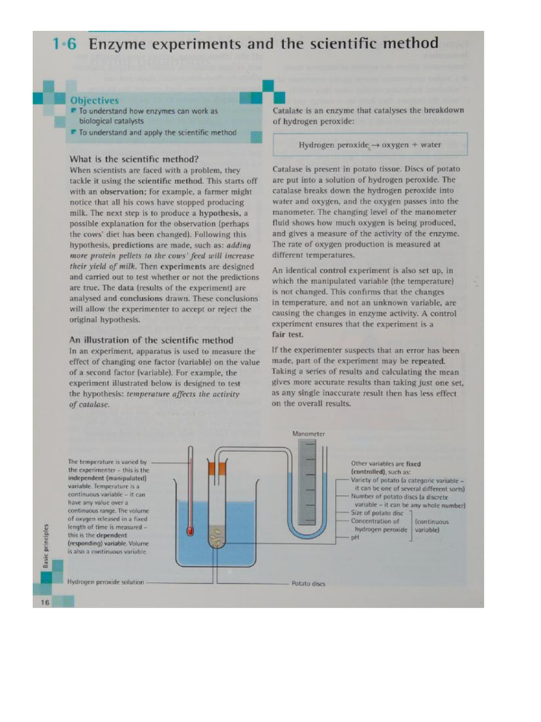 Enzyme Experiments | PDF