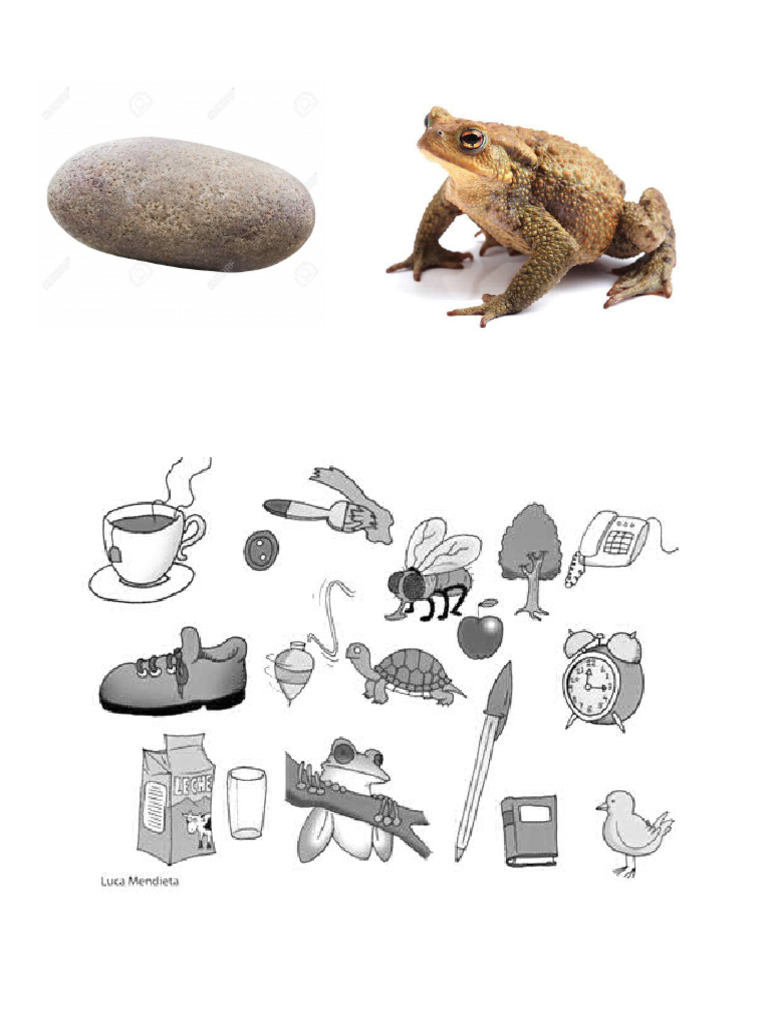 Seres Vivos Componentes Abioticos | PDF