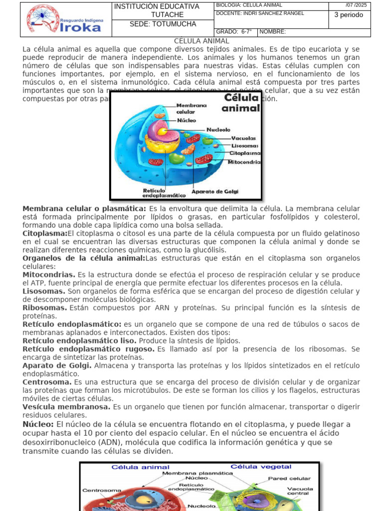 Estructura y Función de la Célula Animal | PDF | Biología Celular ...
