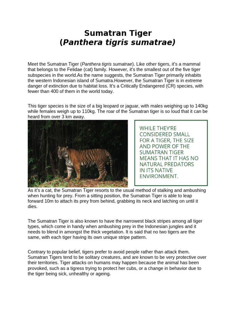 Sumatran Tiger: Endangered Species Report | PDF | Tiger | Felids