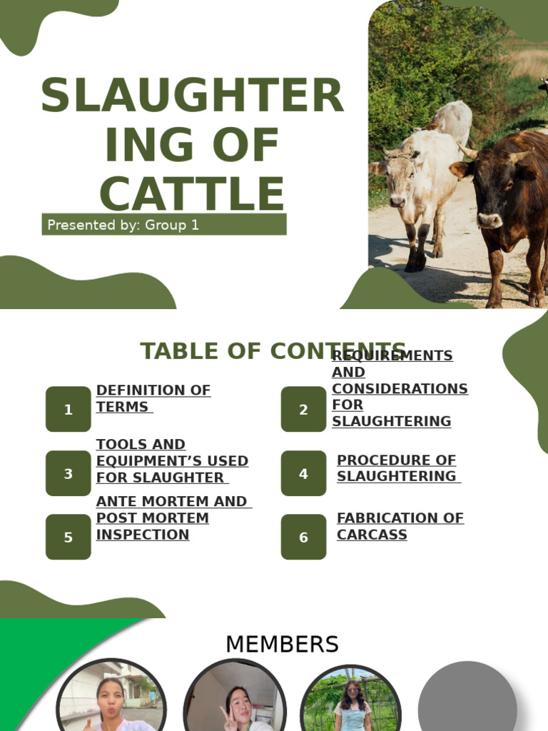 Cattle Slaughtering Process Overview | PDF | Beef | Steak