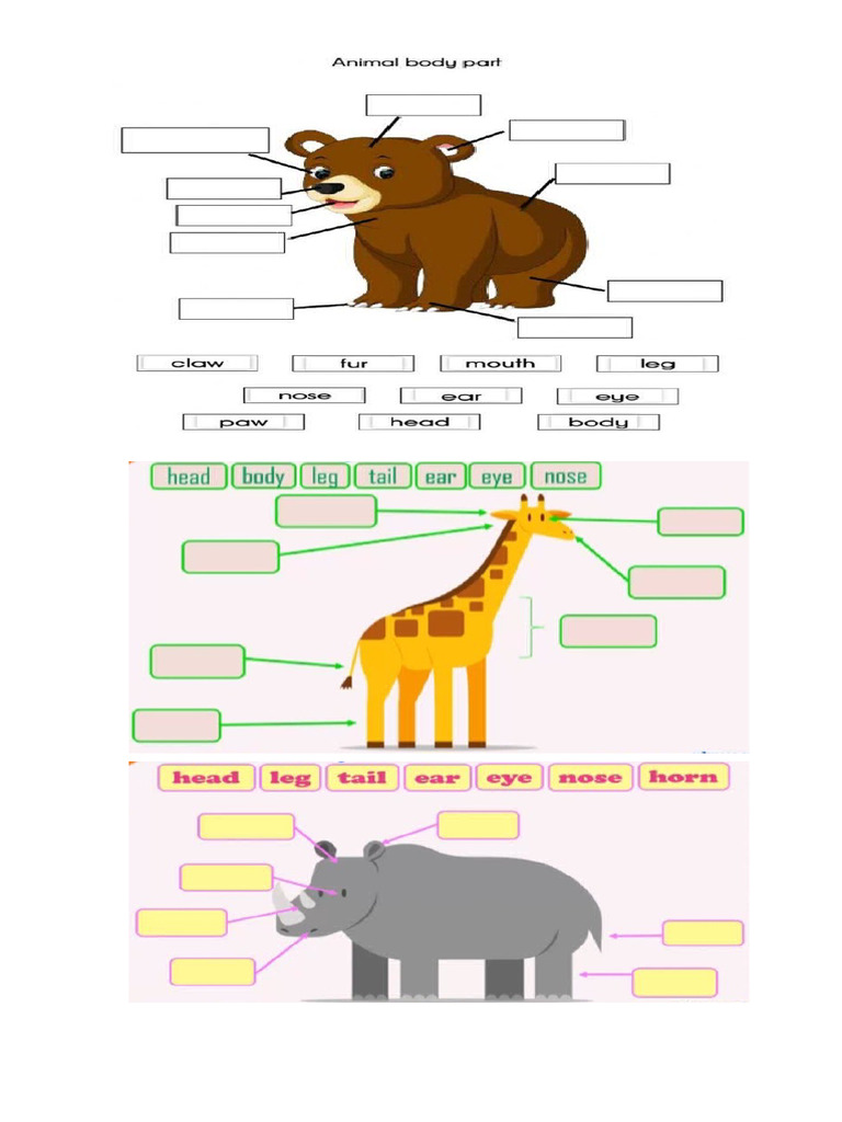 Animal Body Part | PDF