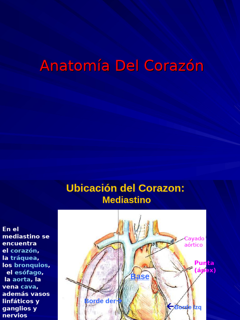 Anatomia Del Corazon II | PDF | Corazón | Anatomía