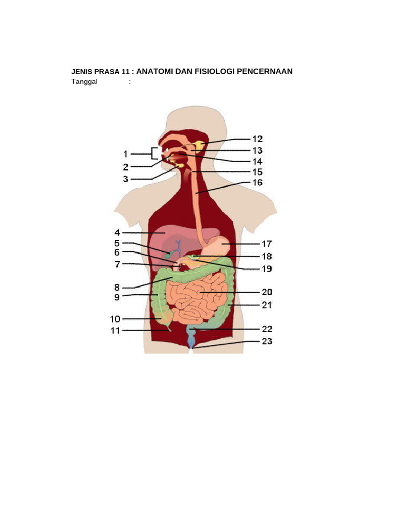 11 Prasa Pencernaan | PDF