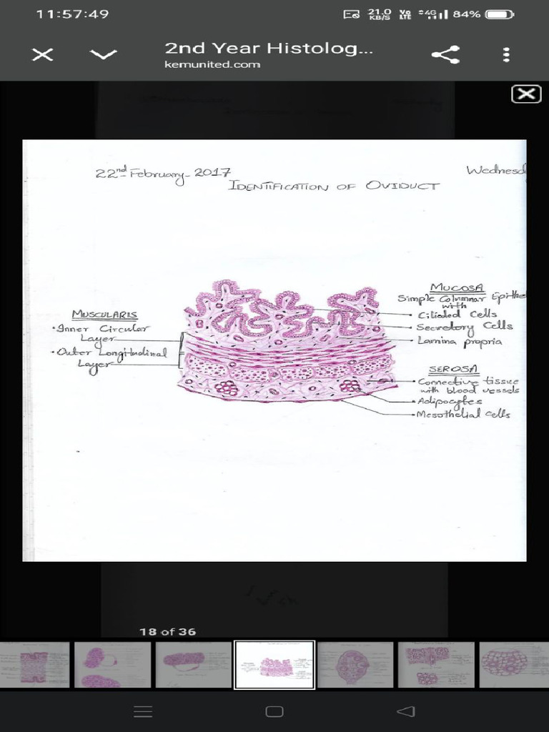 Histology Diagram | PDF