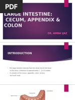 Anatomy of Appendix and Colon Explained | PDF | Large Intestine | Anatomy