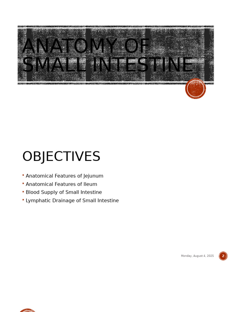Anatomy of the Small Intestine | PDF | Small Intestine ...