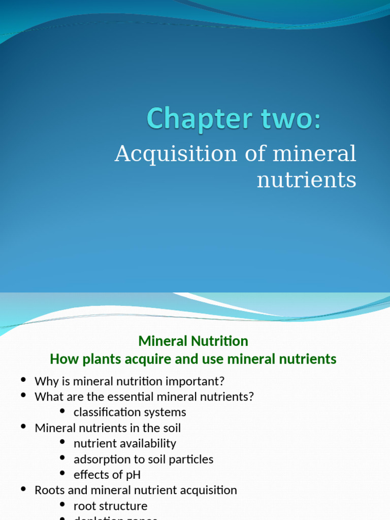 Understanding Plant Mineral Nutrition | PDF | Plant Nutrition | Nutrition