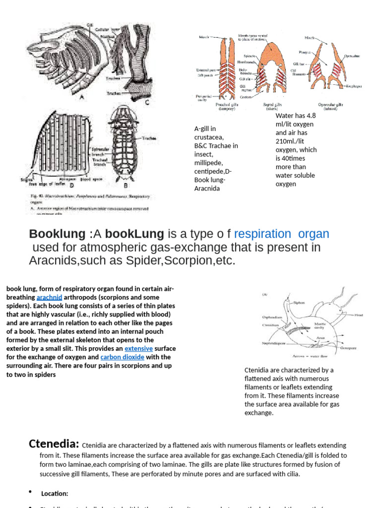 Respiratory Systems in Animals Explained | PDF | Respiratory Tract ...