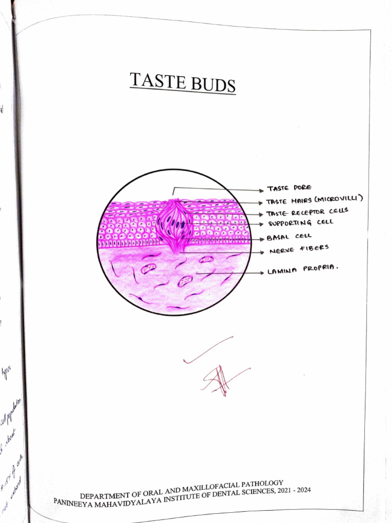 Taste Buds Histology Overview | PDF | Glands | Anatomy
