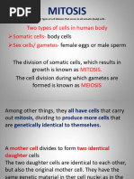 Meiosis: PMAT Stages Explained | PDF