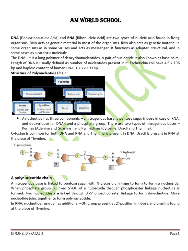 Chapter-5 Class 12 Biology Molecular Bases of Inheritance | PDF ...