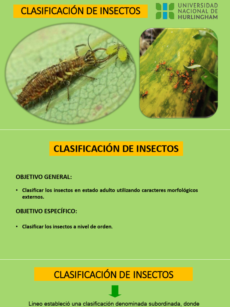 Clasificación de Insectos por Orden | PDF | Lepidópteros | Insectos