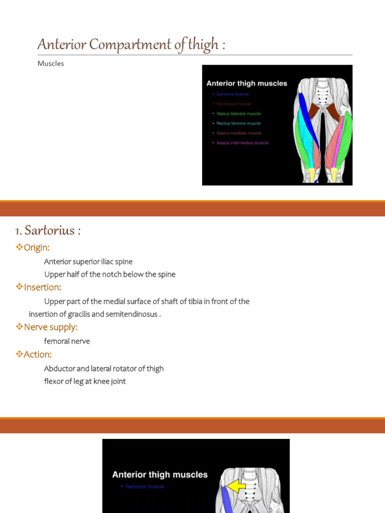 Anterior Compartment of Thigh | PDF | Knee | Human Leg