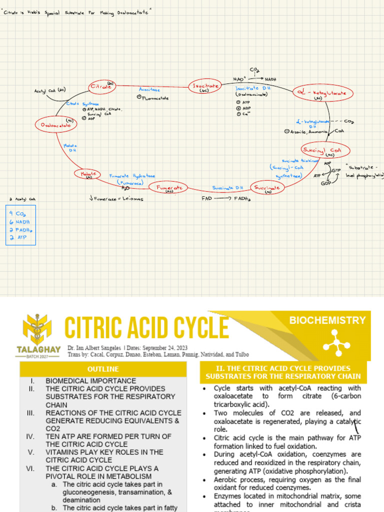 Biochem3 - Citric Acid Cycle | PDF | Citric Acid Cycle | Chemistry