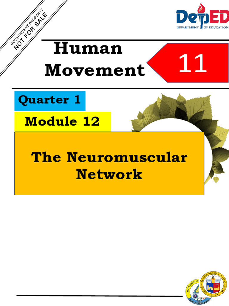 Neuromuscular Network in Human Movement | PDF | Neuron | Motor Neuron