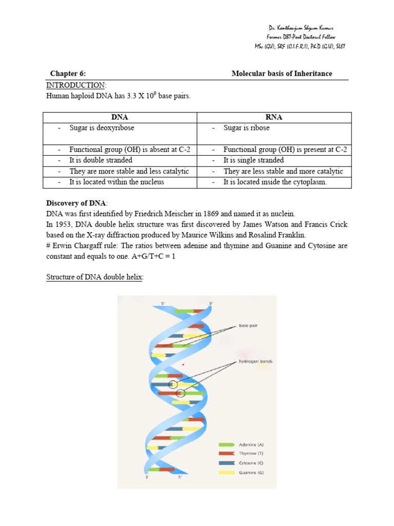 Chapter 5_Molecular basis of inheritance | PDF | Translation (Biology ...