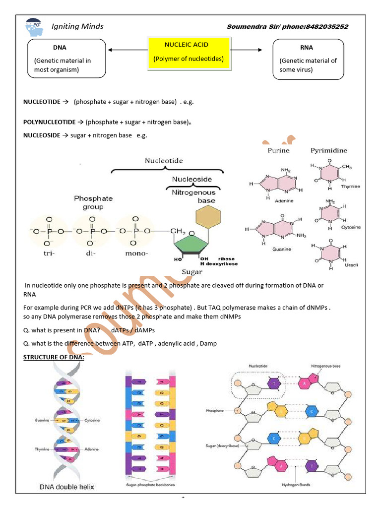 DNA Structure and Function Explained | PDF | Operon | Genetic Code