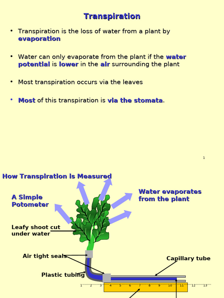 857 Transpiration Presentation | PDF | Stoma | Earth Sciences