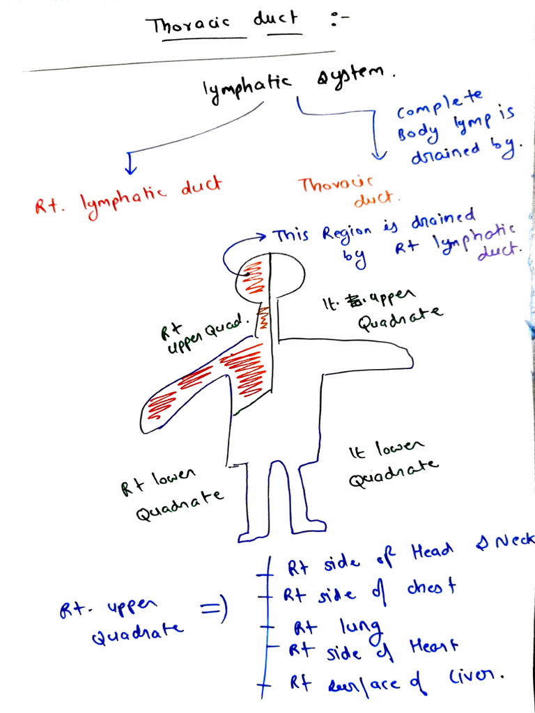 Lymphatic System and Thoracic Duct | PDF | Thorax (Human Anatomy) | Anatomy