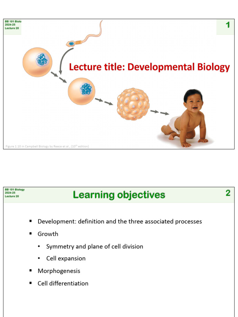 L20 Developmental Biology | PDF | Gene | Micro Rna