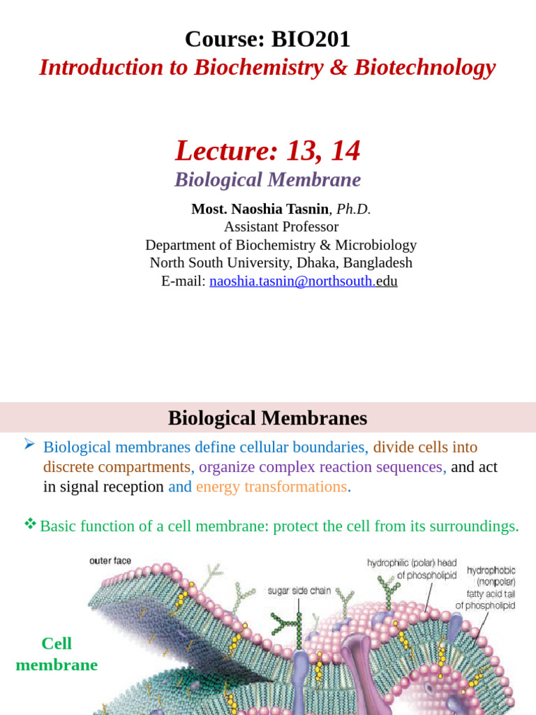 Lecture 13,14 BIO201 NTA Membrane | PDF | Cell Membrane | Lipid Bilayer