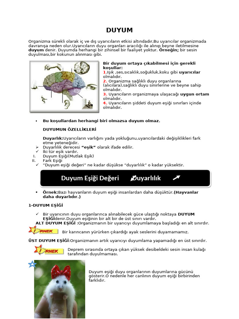 Duyum-Algi Ders Notu | PDF