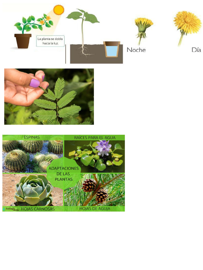 Leo Documento Trabajo de Cy | PDF