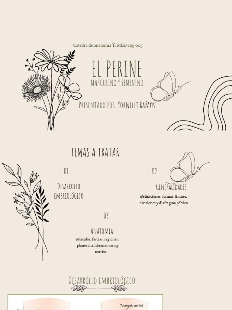 Anatomía del Periné: Masculino y Femenino | PDF | Pelvis | Labios