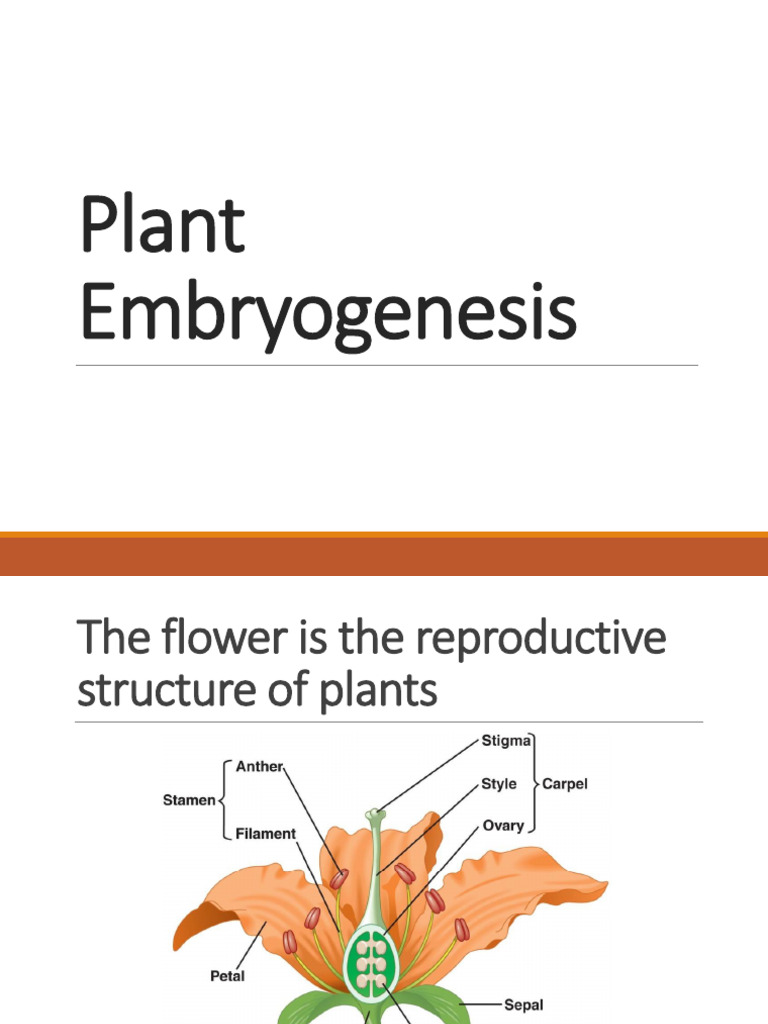 Torpedo Stage in Plant Embryogenesis | PDF | Embryo | Branches Of Botany