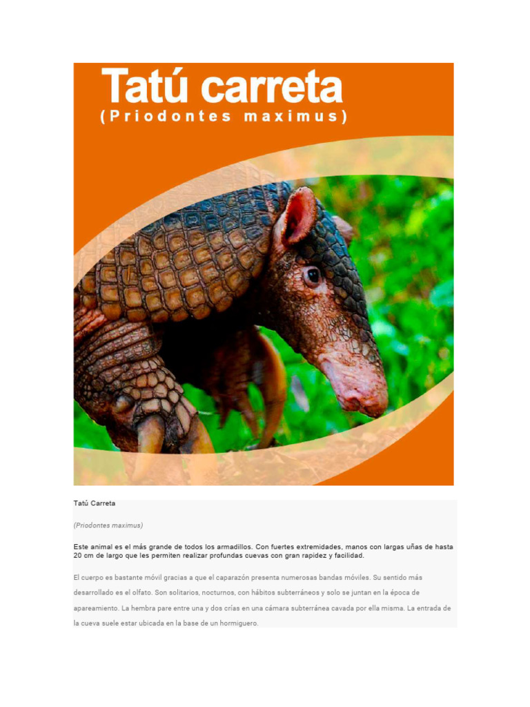 Informacion Para Tp Tatu Carreta | PDF | Hormiga | Zoología