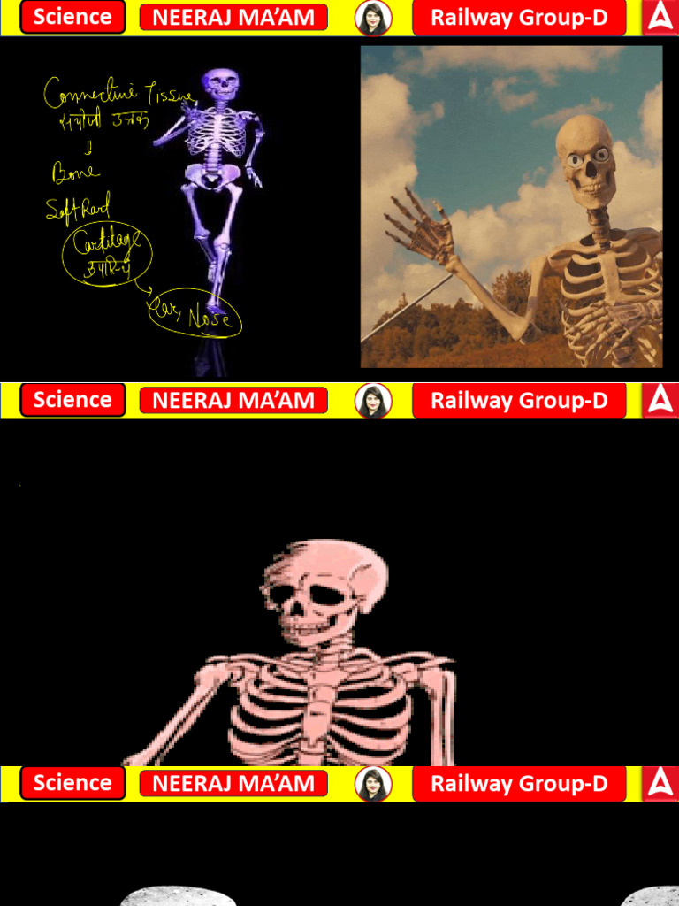 Bones Joint Muscle | PDF