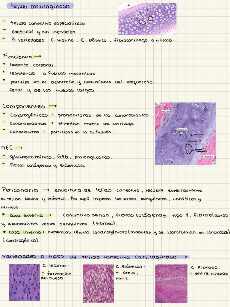 Resúmen Tejido Cartilaginoso | PDF | Cartílago | Anatomía