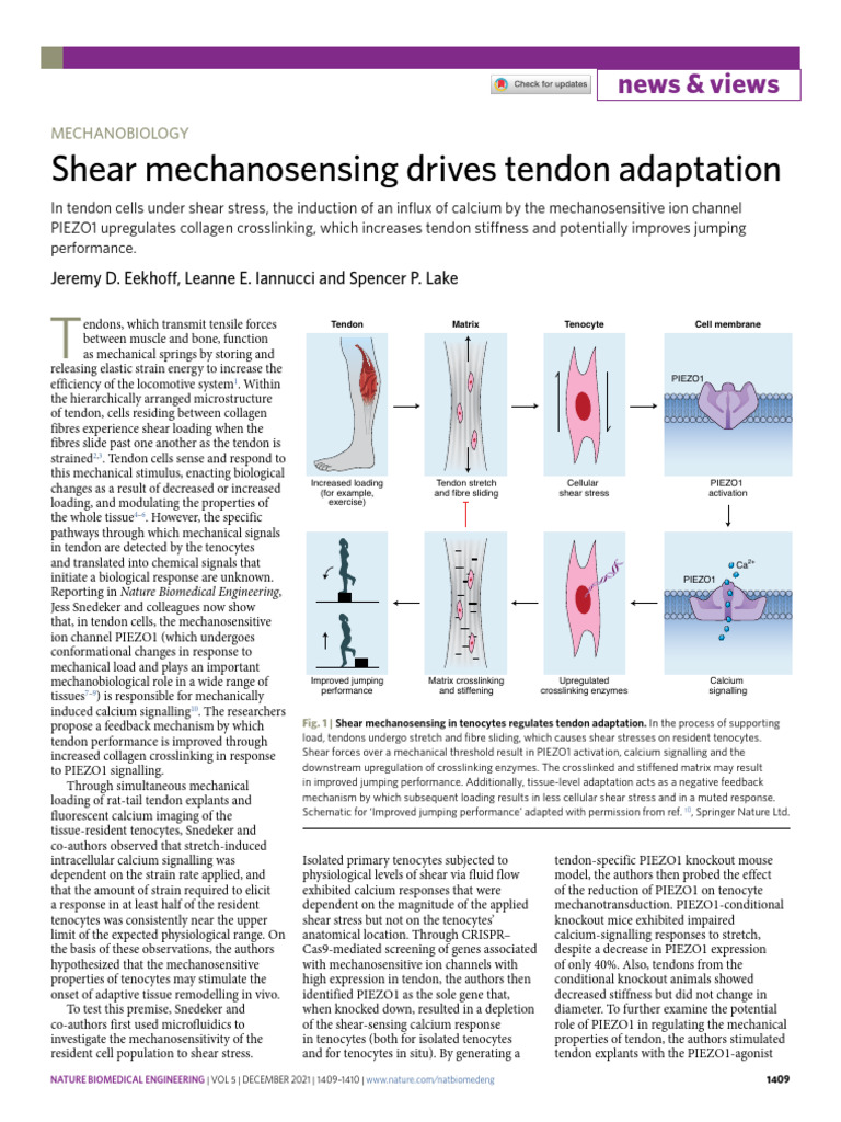 Shear Mechanosensing Drives Tendon Adaptation: News & Views | PDF ...