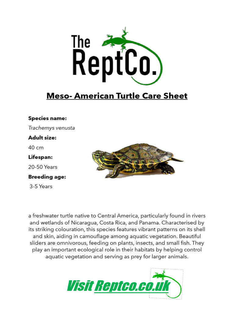 Meso-American Turtle Care Guide | PDF | Turtle | Zoology