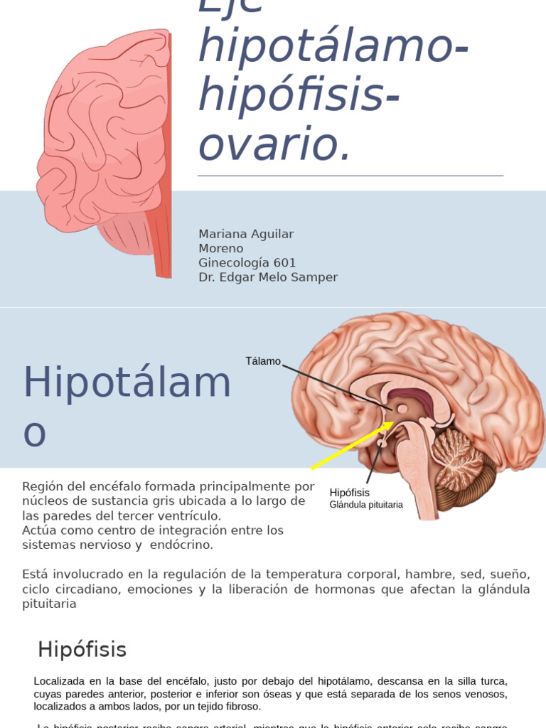 Eje Hipotálamo-Hipófisis-Ovario en Ginecología | PDF | Hormona ...