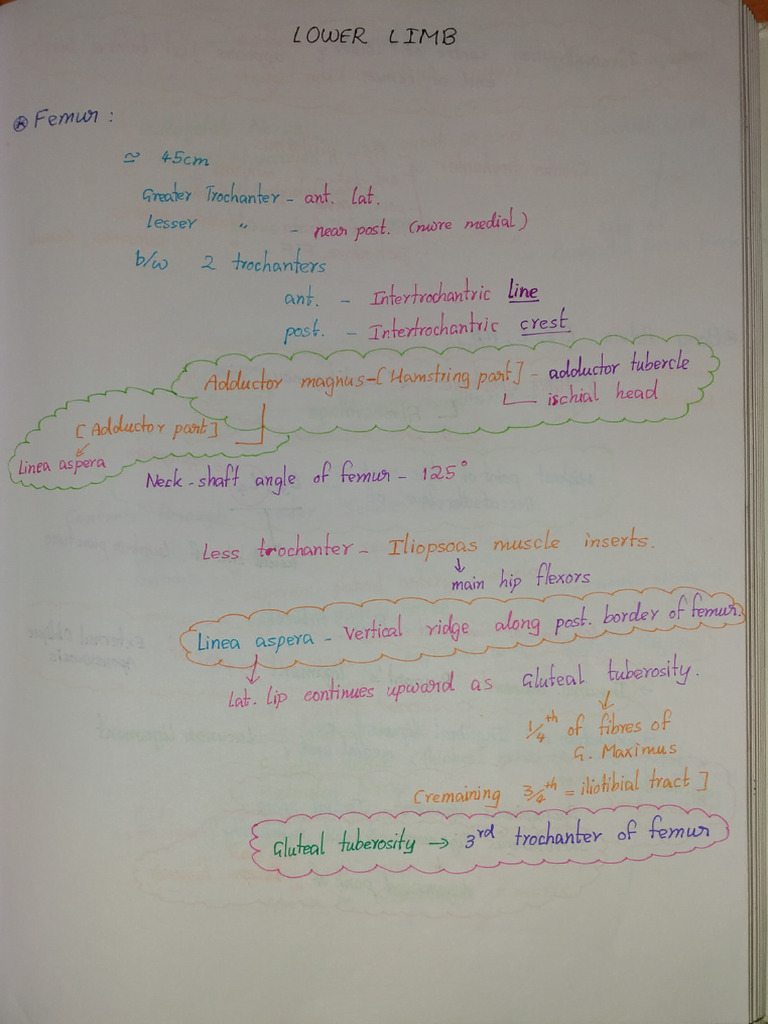 Lower Limbs Notes | PDF