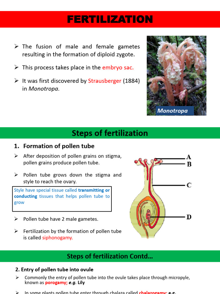 Fertilization and Development of Embryo (1) | PDF | Fertilisation | Seed
