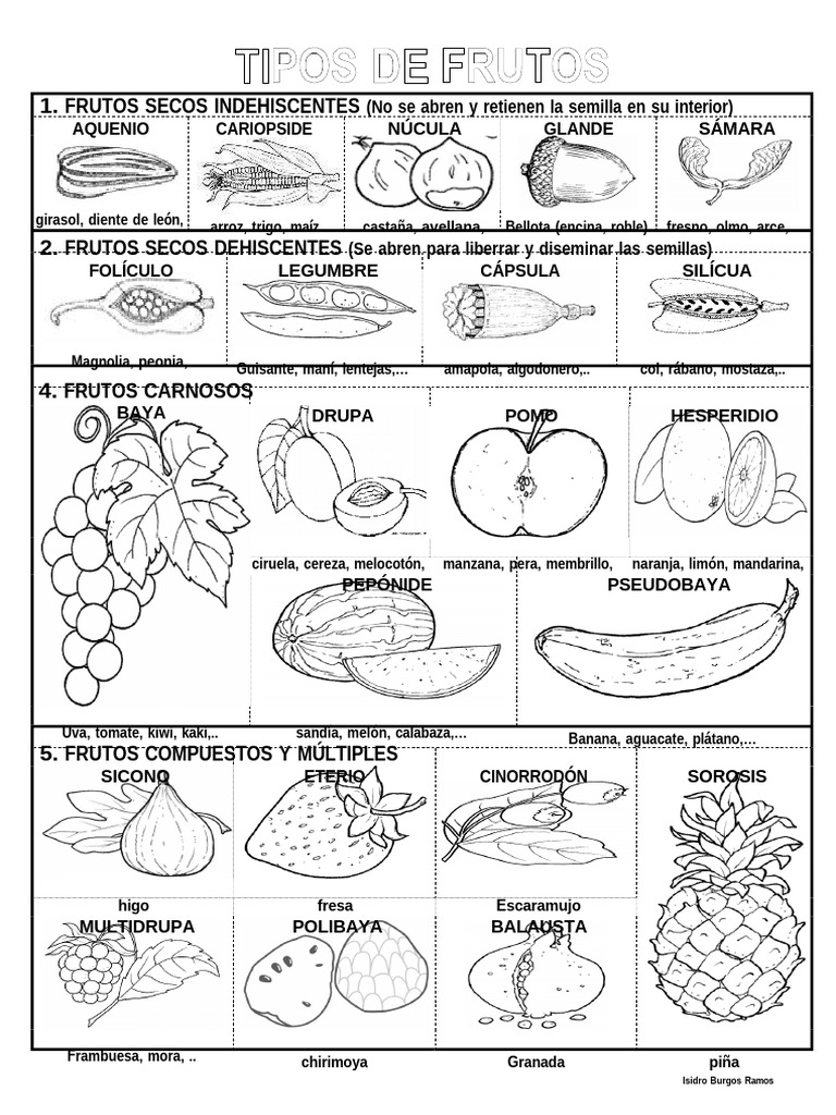 Tipos de Frutos: Clasificación y Ejemplos | PDF