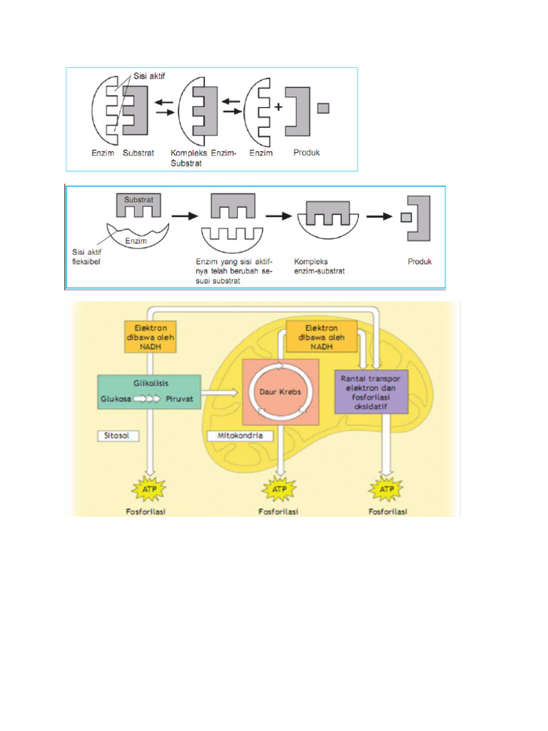 Bio Bab 2 | PDF