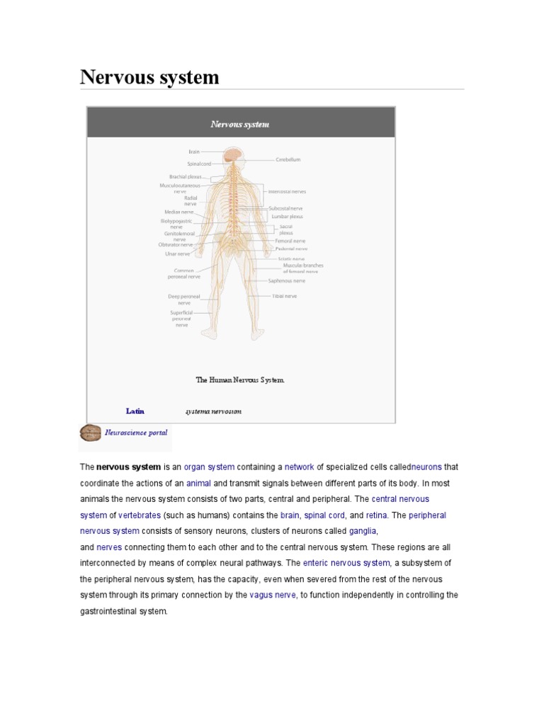 Nervous System (Science Assignment) | PDF | Chemical Synapse | Nervous ...