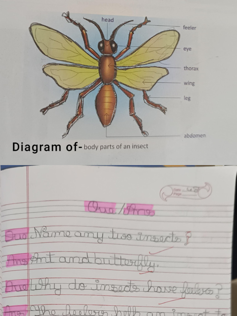Ch 7 Insects, Science, Class 3 | PDF